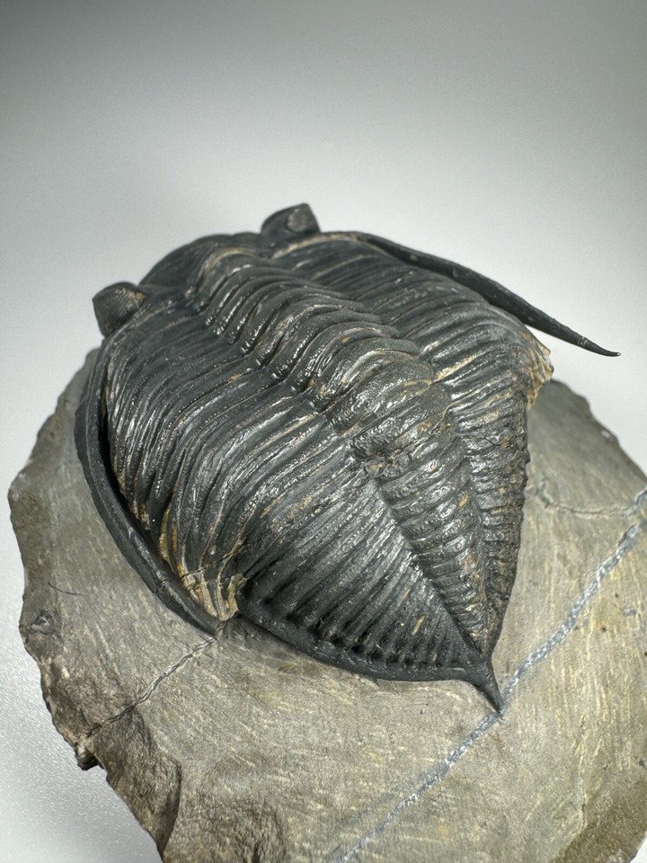 Zlichovaspis rugosa Trilobite Fossil Devonian Morocco Arthropod Fossil ...