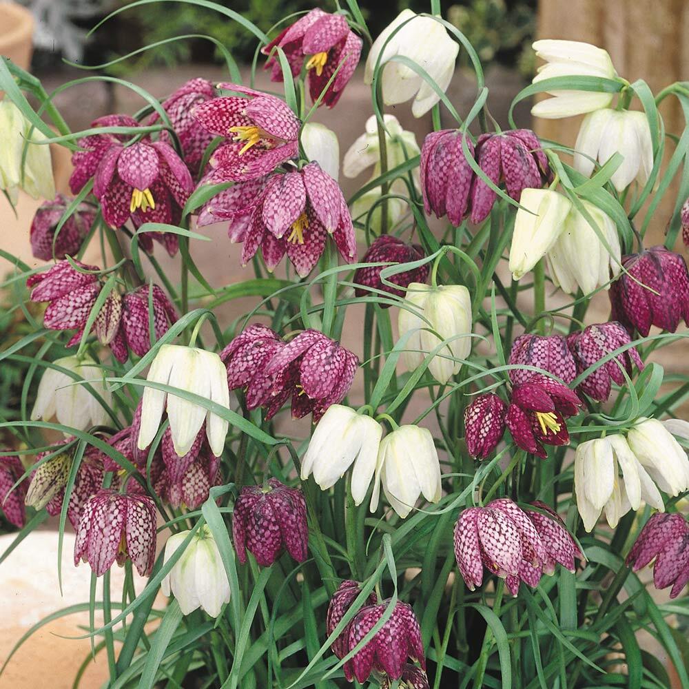 FRITILLARIA MELEAGRIS/UVA VULPIS SNAKES HEAD LILY BULBS,CORMS,SPRING ...