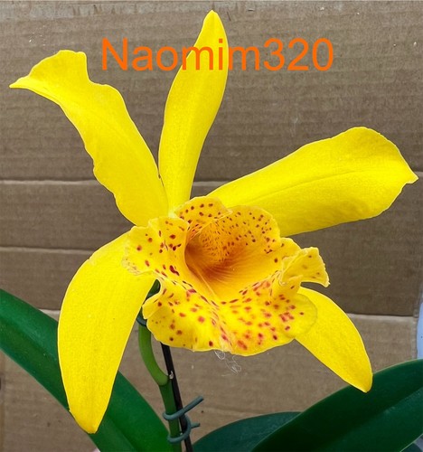 Rby Copper Queen In flower | eBay