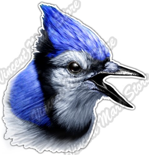 Blue Jay Head Drawing