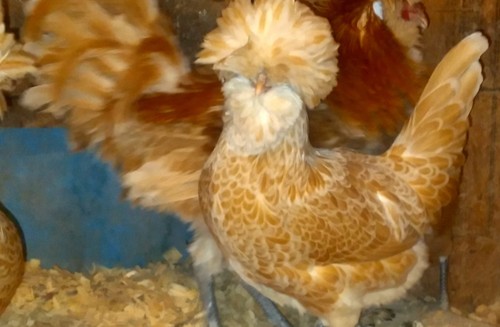 6 ++ Fertile Bearded Buff Laced Polish Hatching Eggs LF Frizzle | eBay