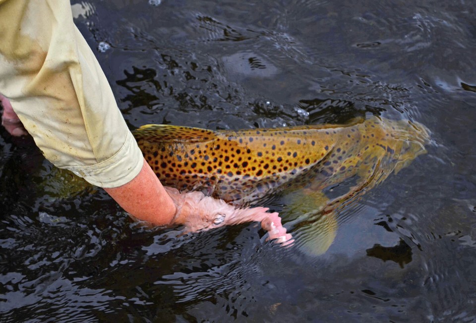 Guide Flies Reef Trico Nymph Emerger Black - Premium Trout Fly Fishing ...