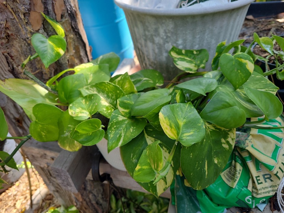 GIANT Variegated Golden Pothos Climbing hawaiian One 3 node cutting | eBay