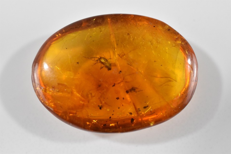 Insect Trapped in Fossil Amber | eBay