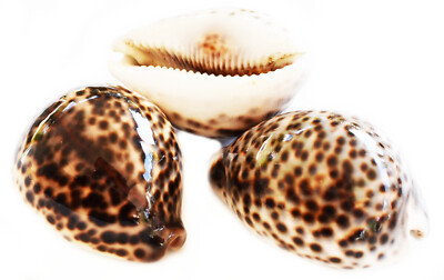 3 Select Large Tiger Cowrie (Cypraea Tigris) Shells 3 1/2" Craft Beach ...