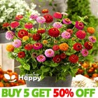 DWARF ZINNIA LILLIPUT BUTTON BOX MIX - 300 SEEDS - Zinnia elegans ...