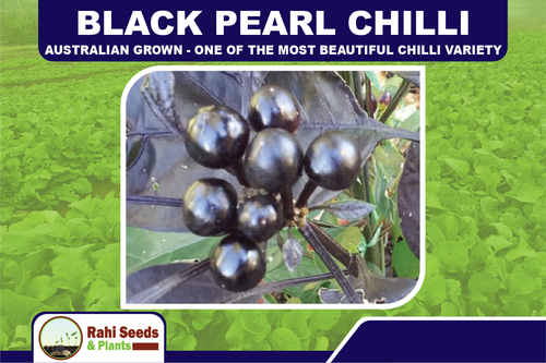 Black Pearl Chilli - Australian Grown - One of the most Beautiful ...
