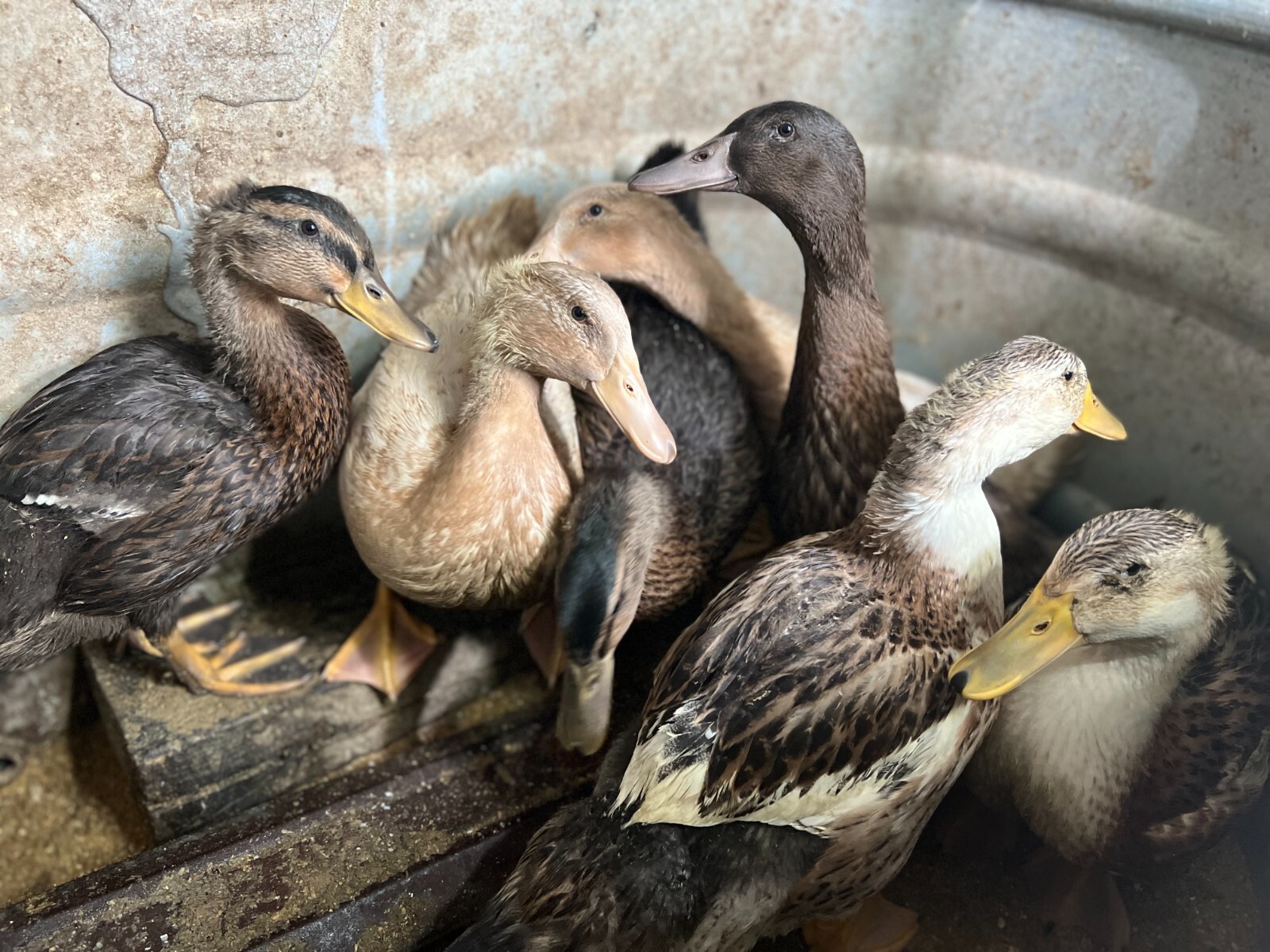 5 Fertile Duck Hatching Eggs - Runner, Pekin, Khaki Campbell, Cayuga ...
