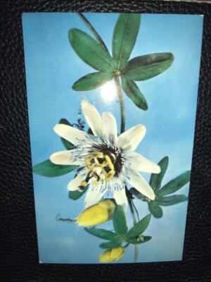 Postcard - Passion Flower - Harvard Glass Model Passiflora Cerulea ...
