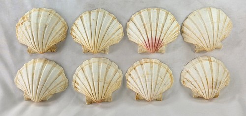 French Scallop Sea Shells Lot of 8 Large 4" x 3-4" Whole Baking Shells ...