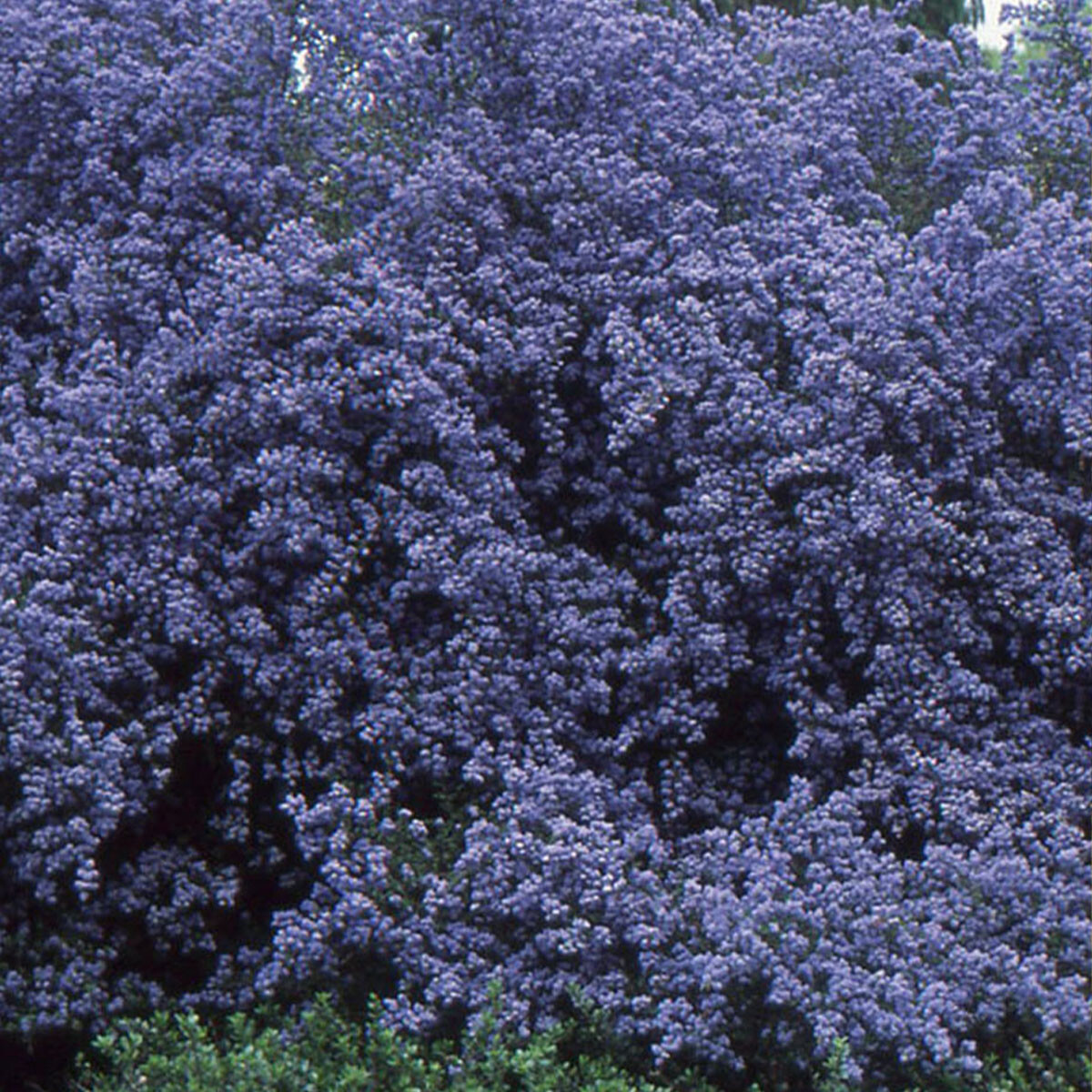 Ceanothus impressus Victoria - California Lilac, Plant in 9 cm Pot | eBay