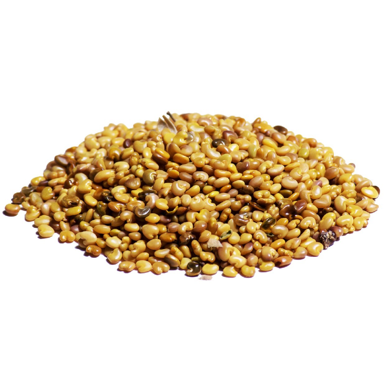 Free Shipping 30+ Seeds CHIPILIN Very RARE Central America El Salvador ...