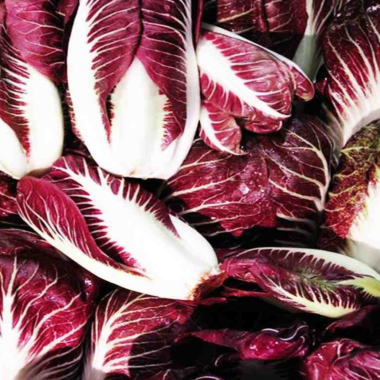 CHICORY Radicho TREVISO RED 205+ SEEDS vegetable GARDEN EDIBLE root ...