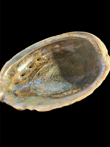 Vintage Red Abalone Shell 8” x 7” Nautical Decor Beach (T45) | eBay