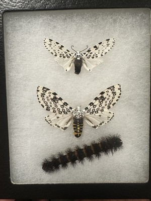 MOUNTED MOTH / MALE &FEMALE GIANT LEOPARD MOTHS / HYPERCOMPE SCRIBONIA ...