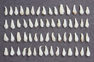 ONE REAL WILD BOAR TOOTH (tusk, for pendant, handcraft, jewelry, art ...