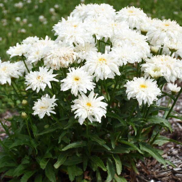 chrysanthemum MARSHMALLOW new fluffy mum shasta 2.5" pot = 1 Live ...
