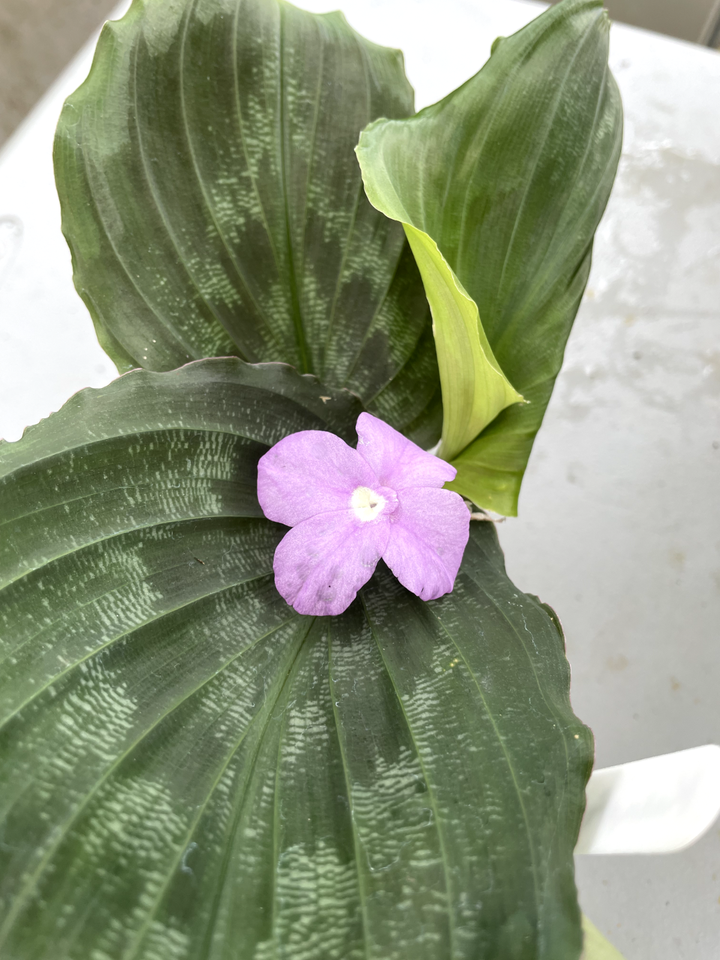 Kaempferia elegans (Peacock Ginger) | eBay