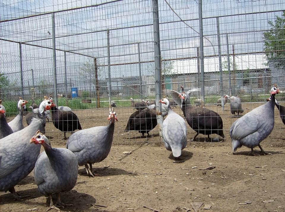 10+ Coral Blue Guinea Hatching Eggs | eBay