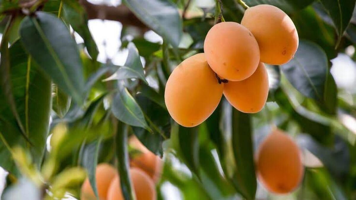 Grafftedd Mariam Plum gandaria Mango Fruit Tree | eBay