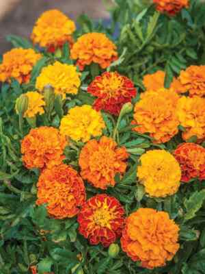 25+ Boy O' Boy Mix Marigold Seeds for Garden Planting - USA - FREE ...