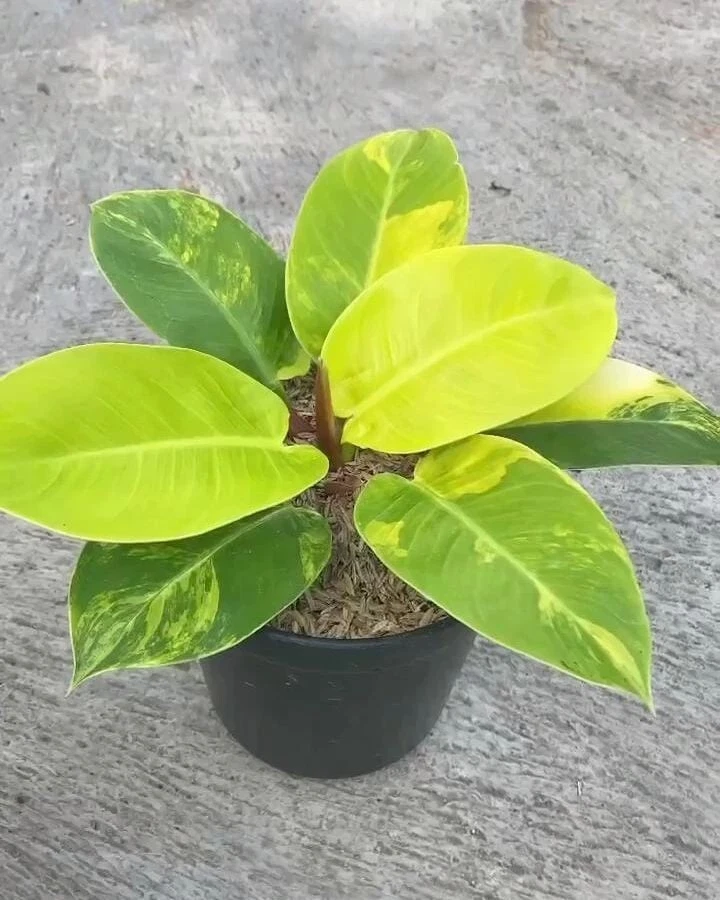 Philodendron Moonlight