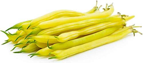 DWARF BEAN SEEDS Golden Beans BUTTER BEAN SEEDS Vegetable Seeds Yellow ...