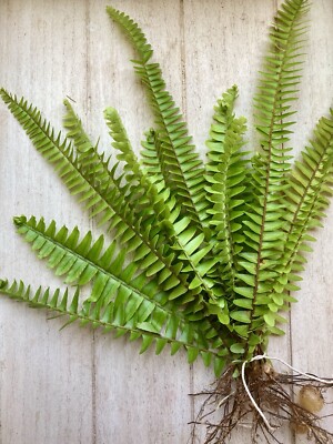 Plants-20 Bare Root Ferns-healthy And Fast Growing | eBay