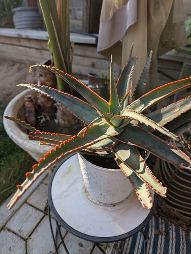 Large Aloe Divaricata Diablo Succulent Live Plant Shipped Bare Root | eBay