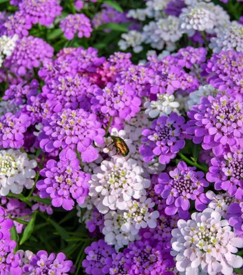 Organic NON-GMO Garden Candytuft - Purple White Green | eBay