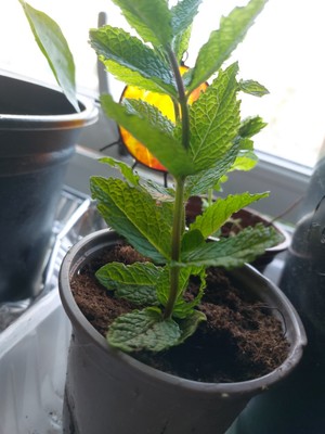 2 X Garden Mint Plant Plug/Bare ROOTS for Planting Chemicals Free UK ...