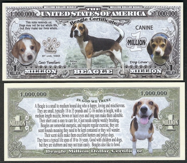 Adult Beagles