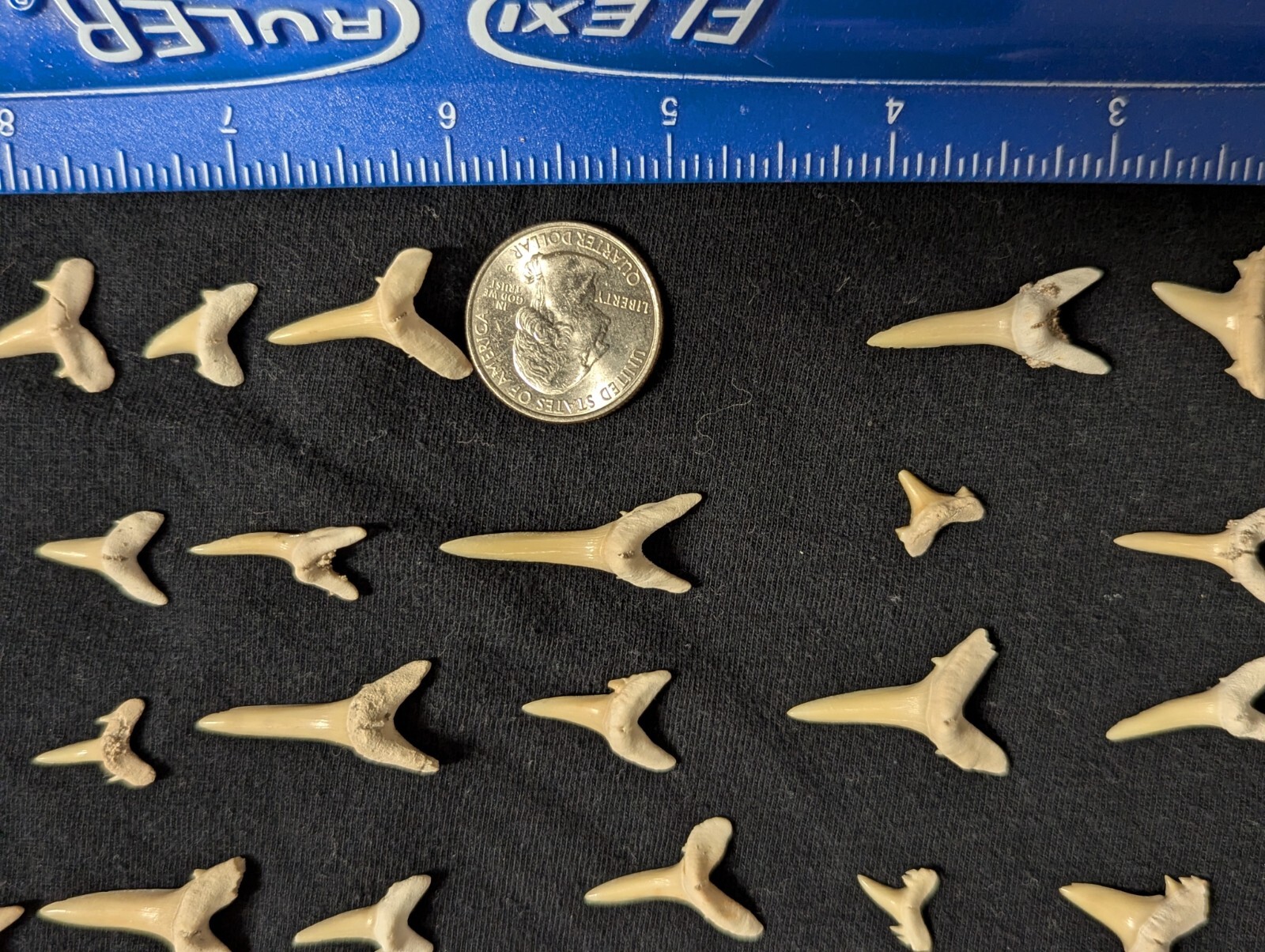 10 fossil Moroccan shark teeth per lot. A plus grade teeth. Lite color ...