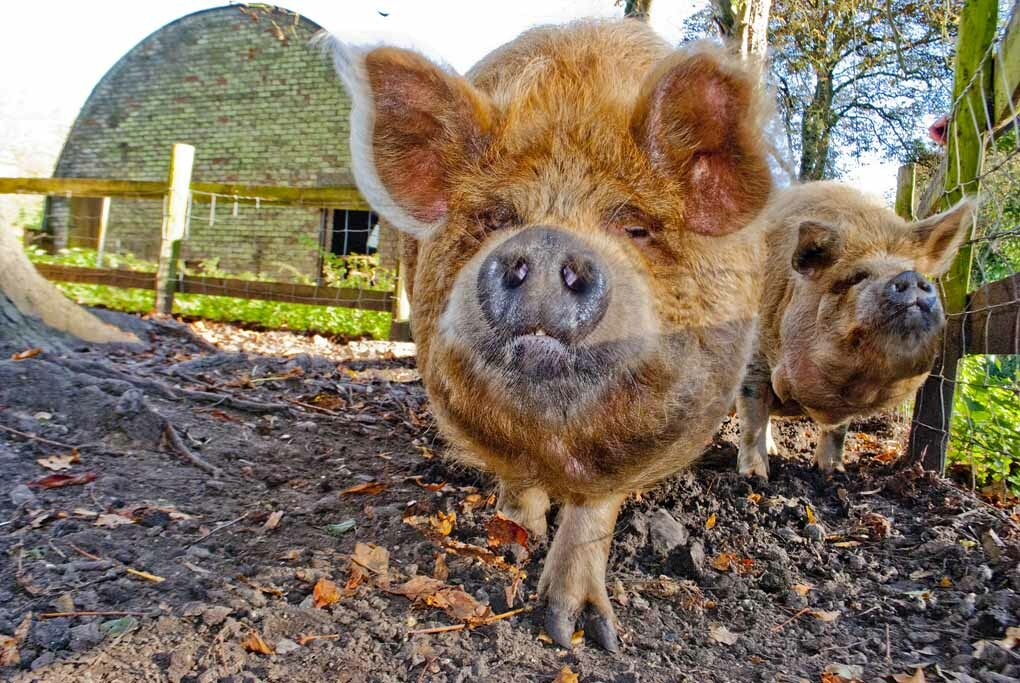 Kunekune Pig KuneKune Pigs: A Hardy Homestead Breed Countryside