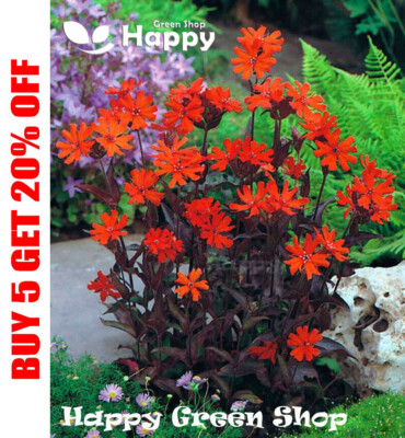 LYCHNIS FLOWER ARKWRIGHT S CAMPION - 120 SEEDS - Lychnis Arkwrightii ...