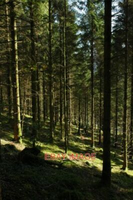 PHOTO TREES IN CAIO FOREST PINE TREES IN THE FORESTRY COMMISSIONS CAIO ...