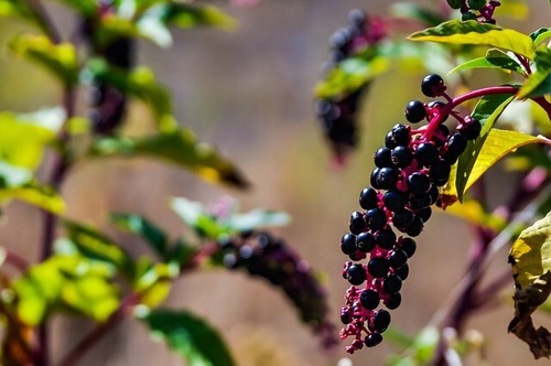 100+ Poke Weed Seeds, Phytolacca decandra, Pokeweed, Poke Sallet. | eBay