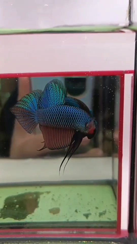 Betta Smaragdina Guita Wild Betta Male Live Betta Fish High Quality ...