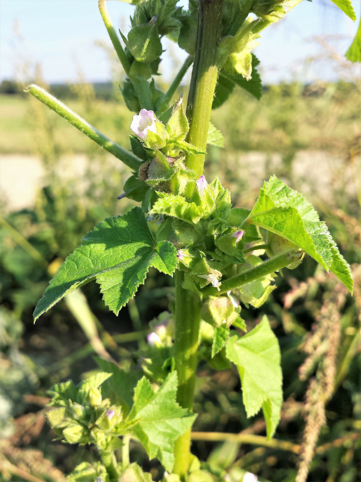 100 CHINESE MALLOW Malva Verticillata Cluster Musk Flower Herb ...