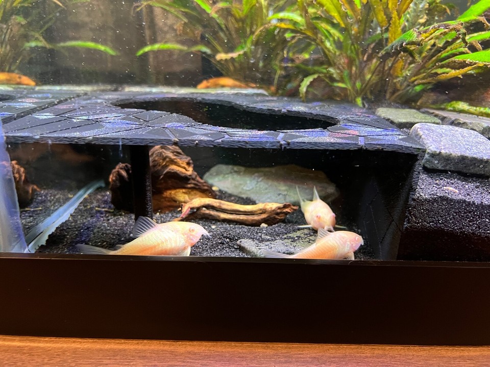 Fish Hide Fish Cave Reptile Hide 2 Sizes 2 Colors Available FREE ...