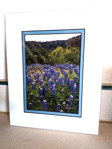 "Willow City Bluebonnets" Texas signed by Harry Bowden Nature ...