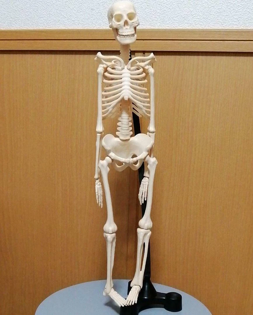 Orthopedic Skeleton