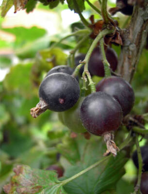 Black Gooseberry Shrub - quart live plant - Early summer berries Easy ...