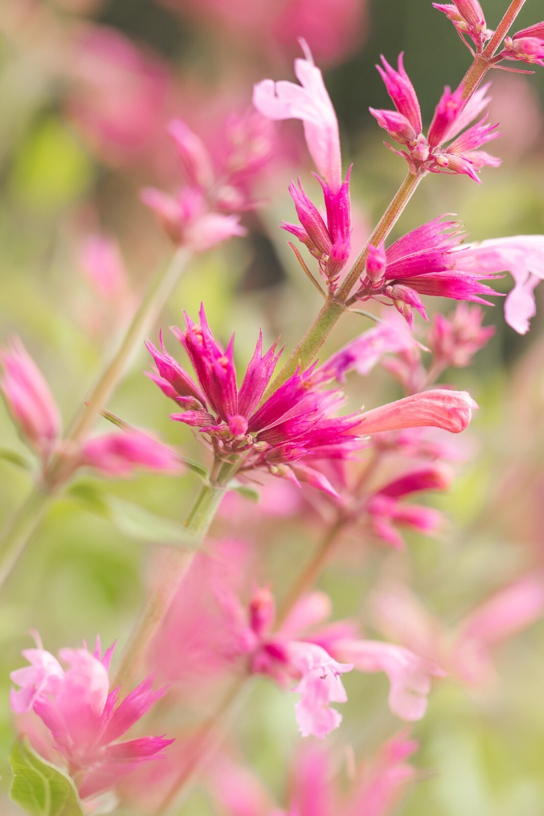 Agastache Aurantiaca - Fragrant Carpet color mix seed | eBay