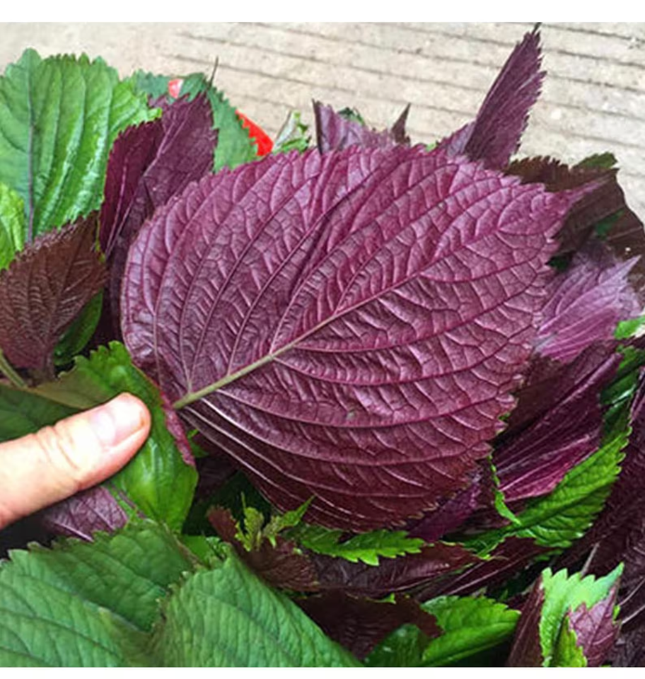 3 Plants Organic Shiso Perilla Starter Green Purple Beefsteak Tia To 3. ...