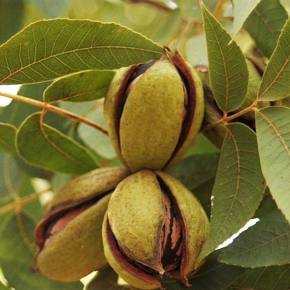 Curtis Pecan Tree 4-5 ft, Grafted, Over sized, Bare root, Not for CA ...