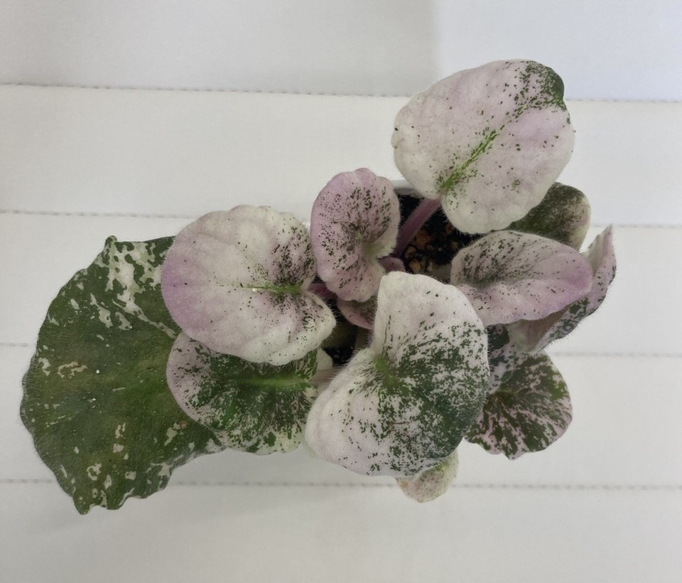 African Violet Rouse Bouquet Std Leaf Pot Big | eBay