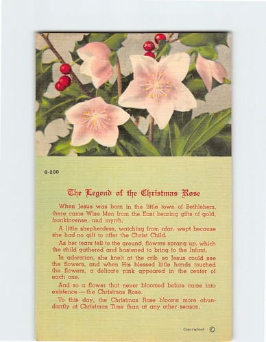 Postcard The Legend of the Christmas Rose | eBay