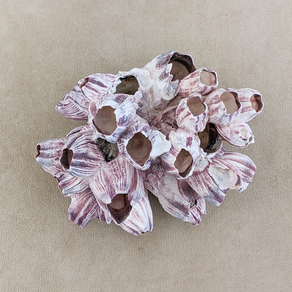 Ocean Pink Purple Barnacle Coral Cluster Coast reef aquarium ...