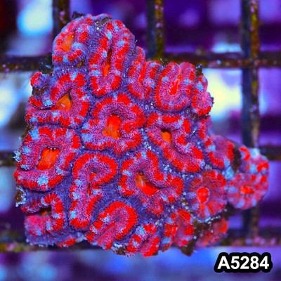 Item#A5284IN5284(S) WYSIWYG Australian Unique Rainbow Acan Lord Mini ...